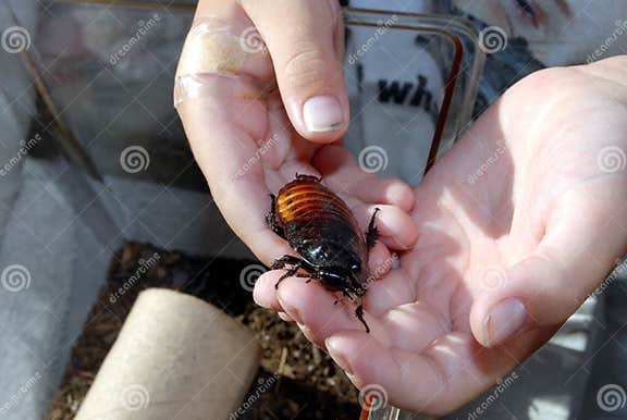 Hissing cockroach in hand stock image. Image of child - 6814797