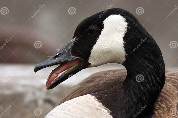 Hissing Goose stock photo. Image of mean, black, migrating - 5255816