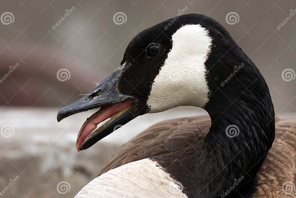 Hissing Goose stock photo. Image of mean, black, migrating - 5255816