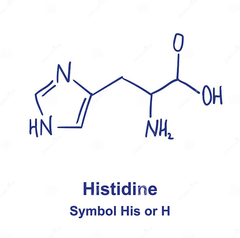 Histidine Chemical Structure. Vector Illustration Hand Drawn Stock ...