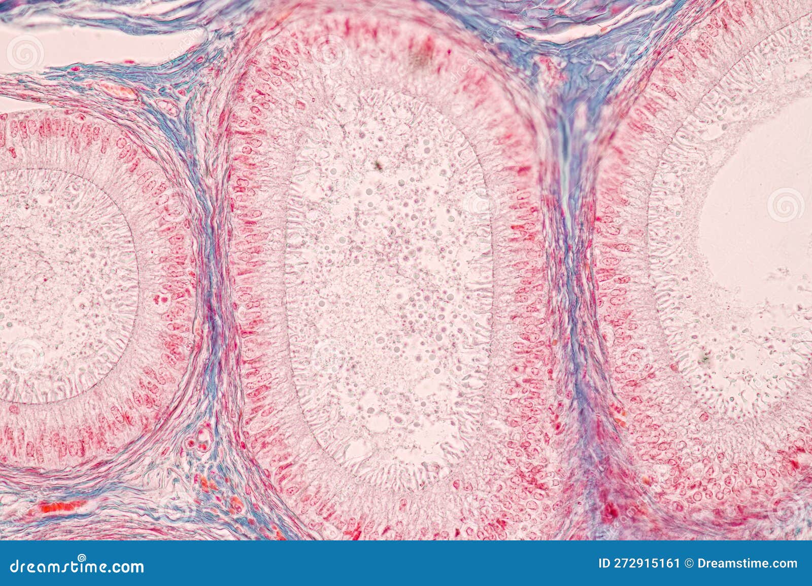 Histological Epididymis and Testis Human Cells Under Microscope. Stock ...