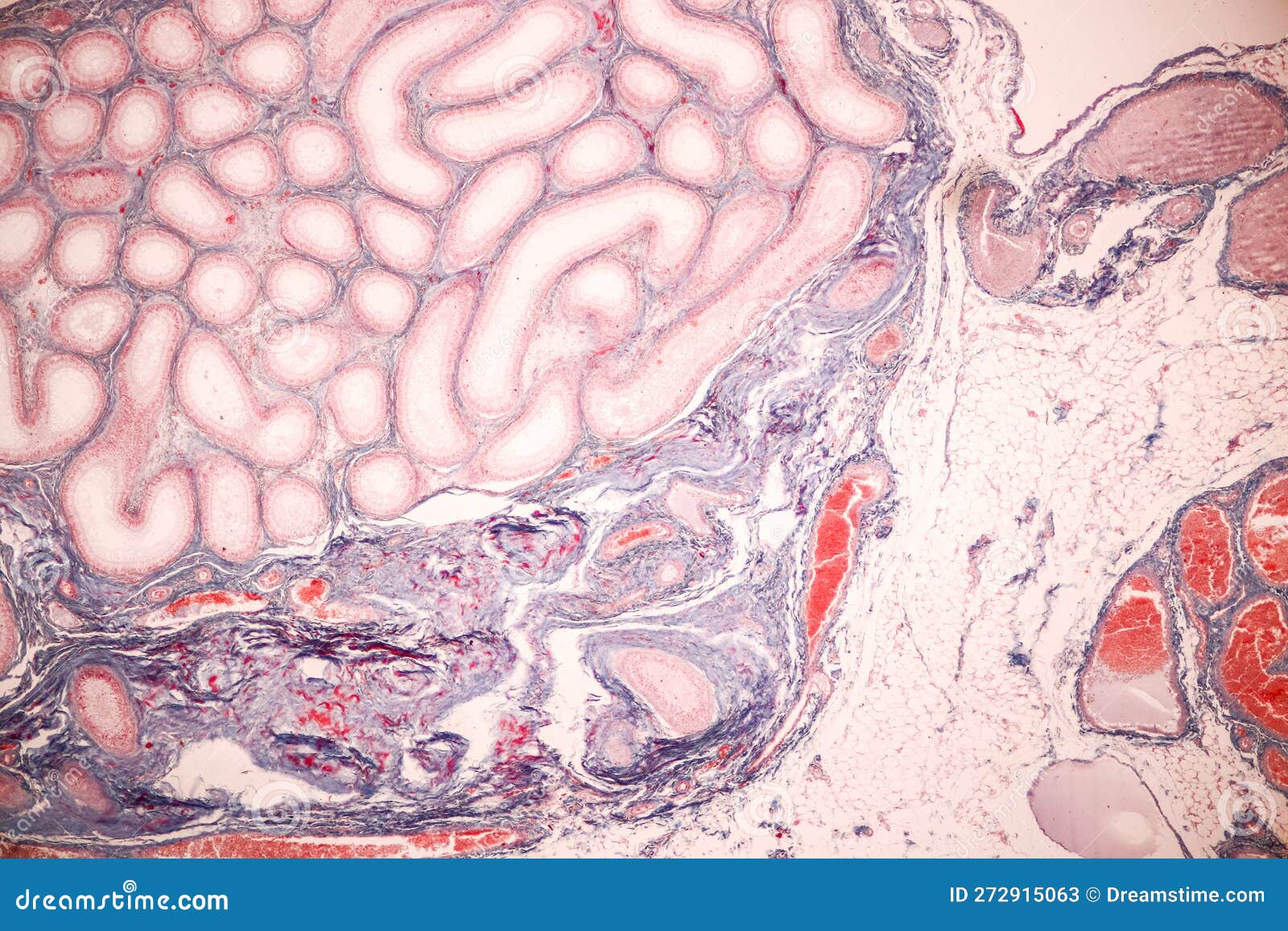 Histological Epididymis and Testis Human Cells Under Microscope. Stock ...
