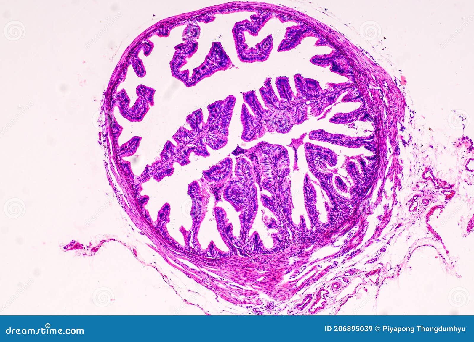 Histological Sample of Human Under the Microscope. Stock Image - Image ...