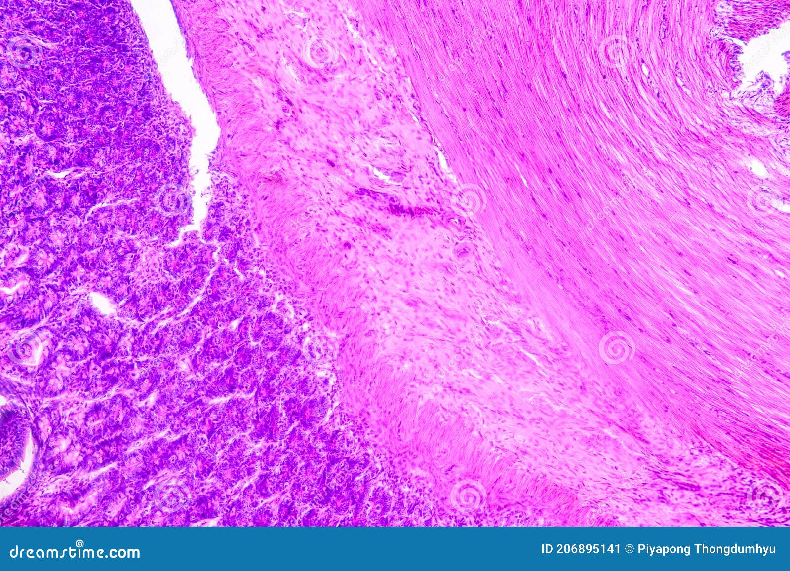 Histological Sample of Human Under the Microscope. Stock Image - Image ...