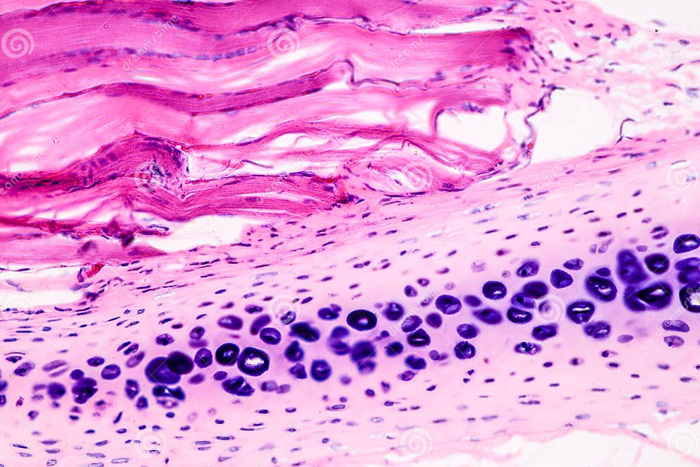 Histological Sample of Human Under the Microscope. Stock Image - Image ...