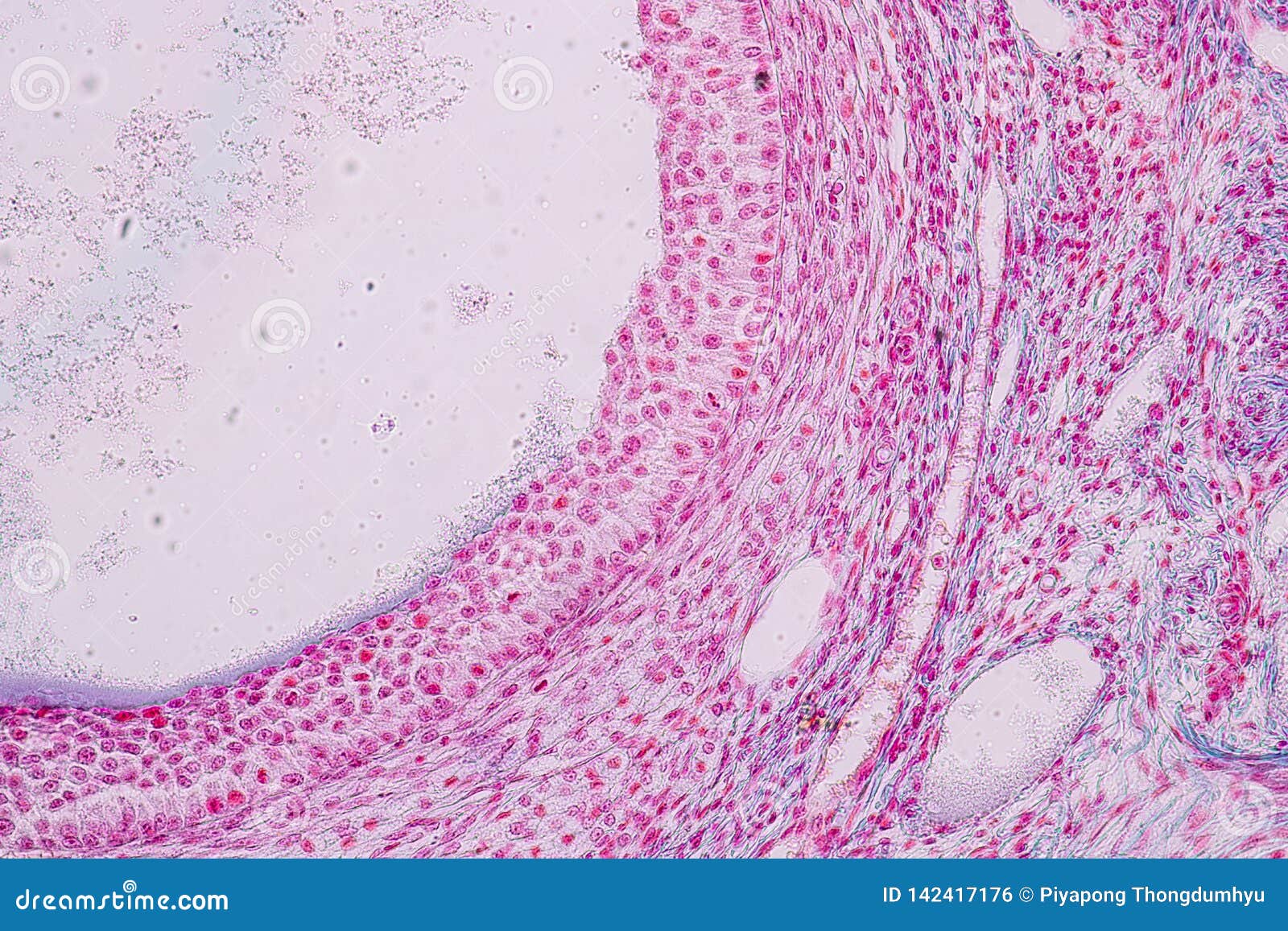 Histological Sample Ovary of Rabbit Tissue Under the Microscope. Stock ...