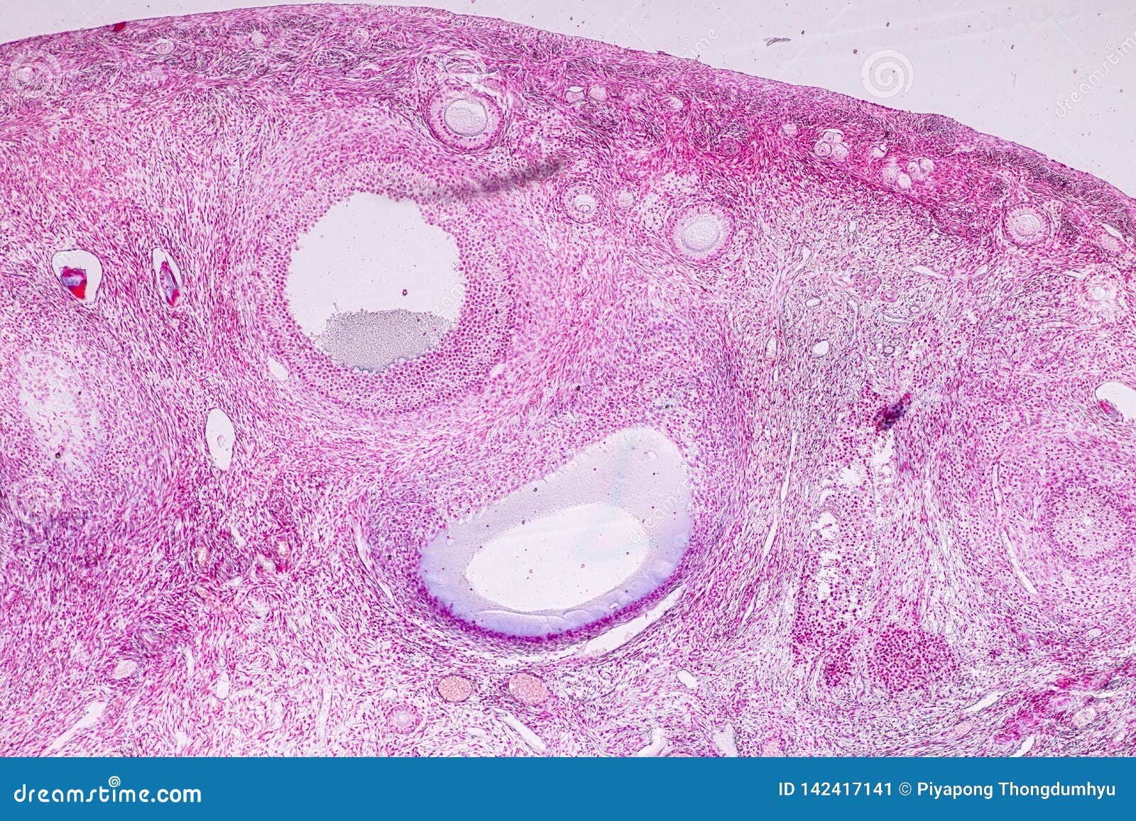 Histological Sample Ovary Of Rabbit Tissue Under The Microscope Stock Image