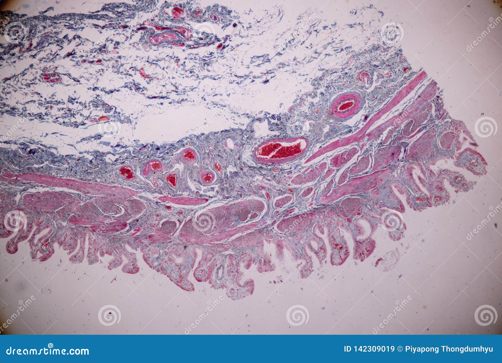 Histological Sample Simple Columnar Epithelium Tissue Under The ...