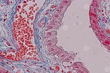 Histological Sample Simple Columnar Epithelium Tissue Under the ...
