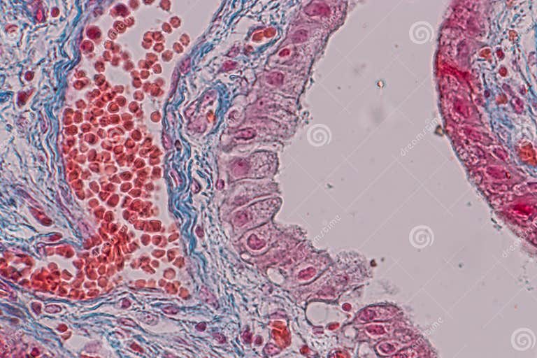 Histological Sample Simple Columnar Epithelium Tissue Under the ...