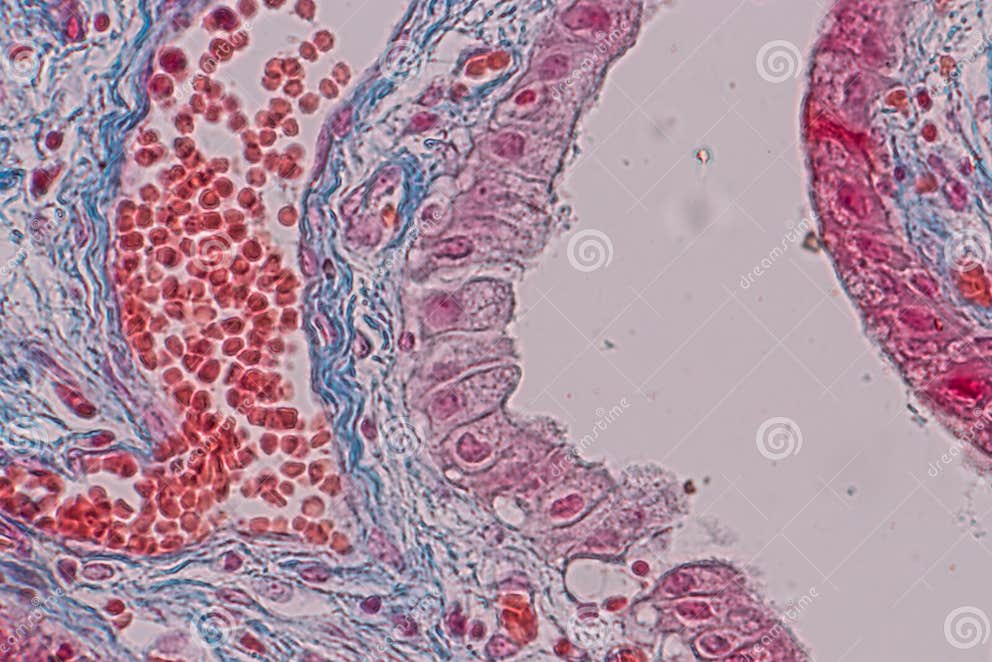 Histological Sample Simple Columnar Epithelium Tissue Under the ...