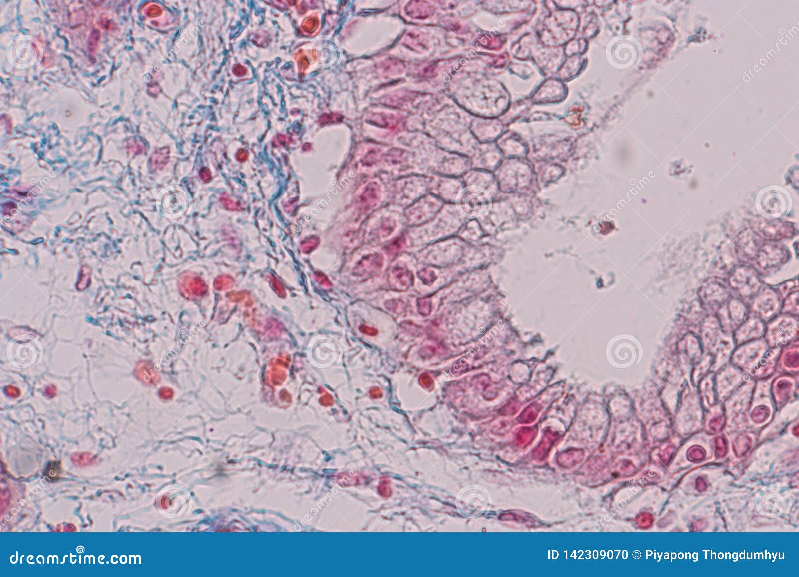 Histological Sample Simple Columnar Epithelium Tissue Under The ...