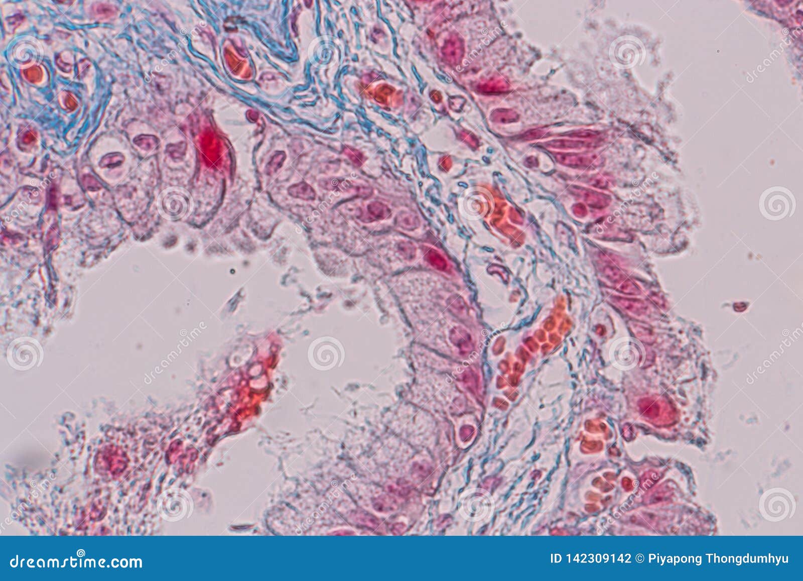 Histological Sample Simple Columnar Epithelium Tissue Under The ...