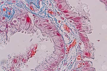Histological Sample Simple Columnar Epithelium Tissue Under the ...