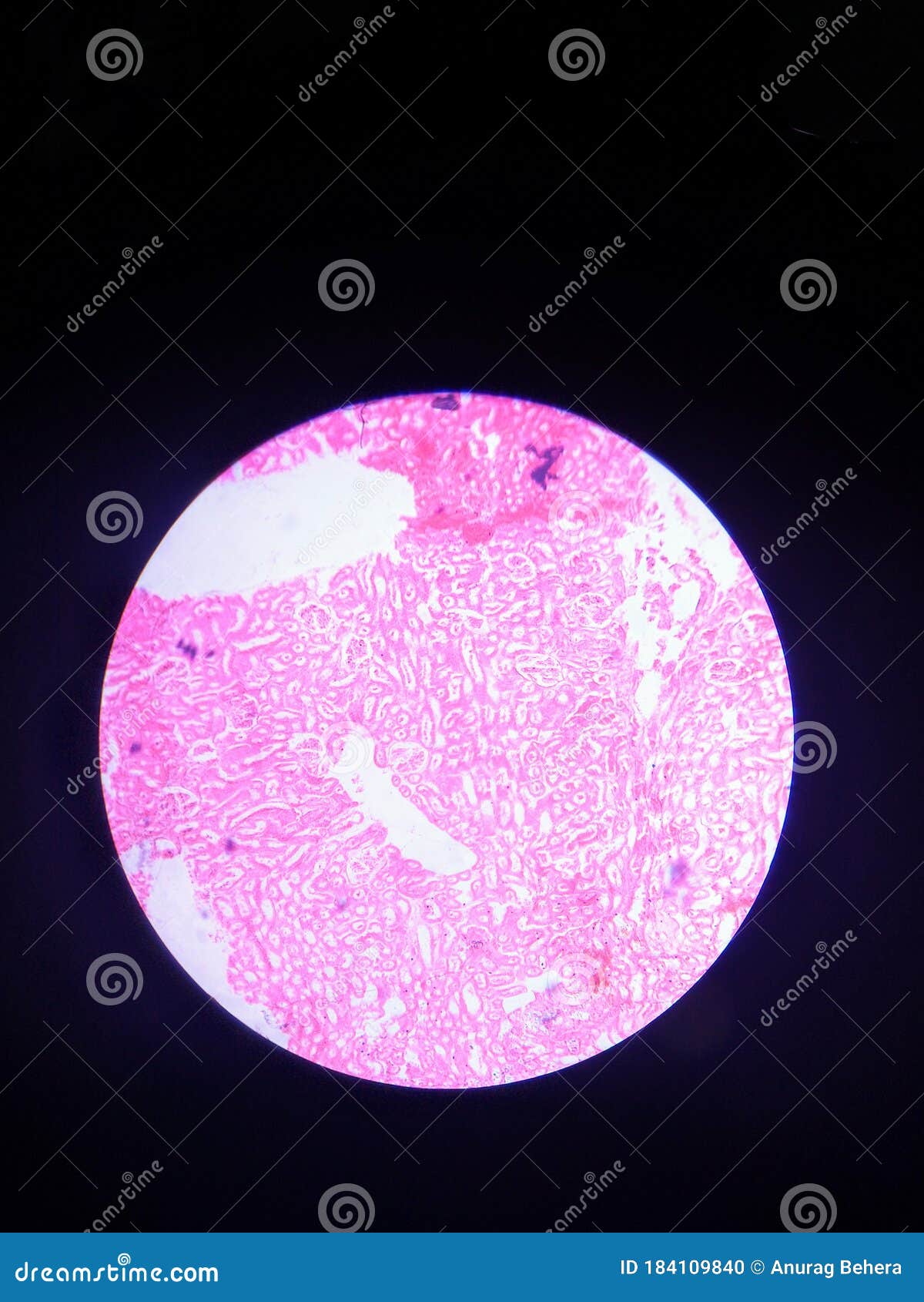 Liver Histology Slides
