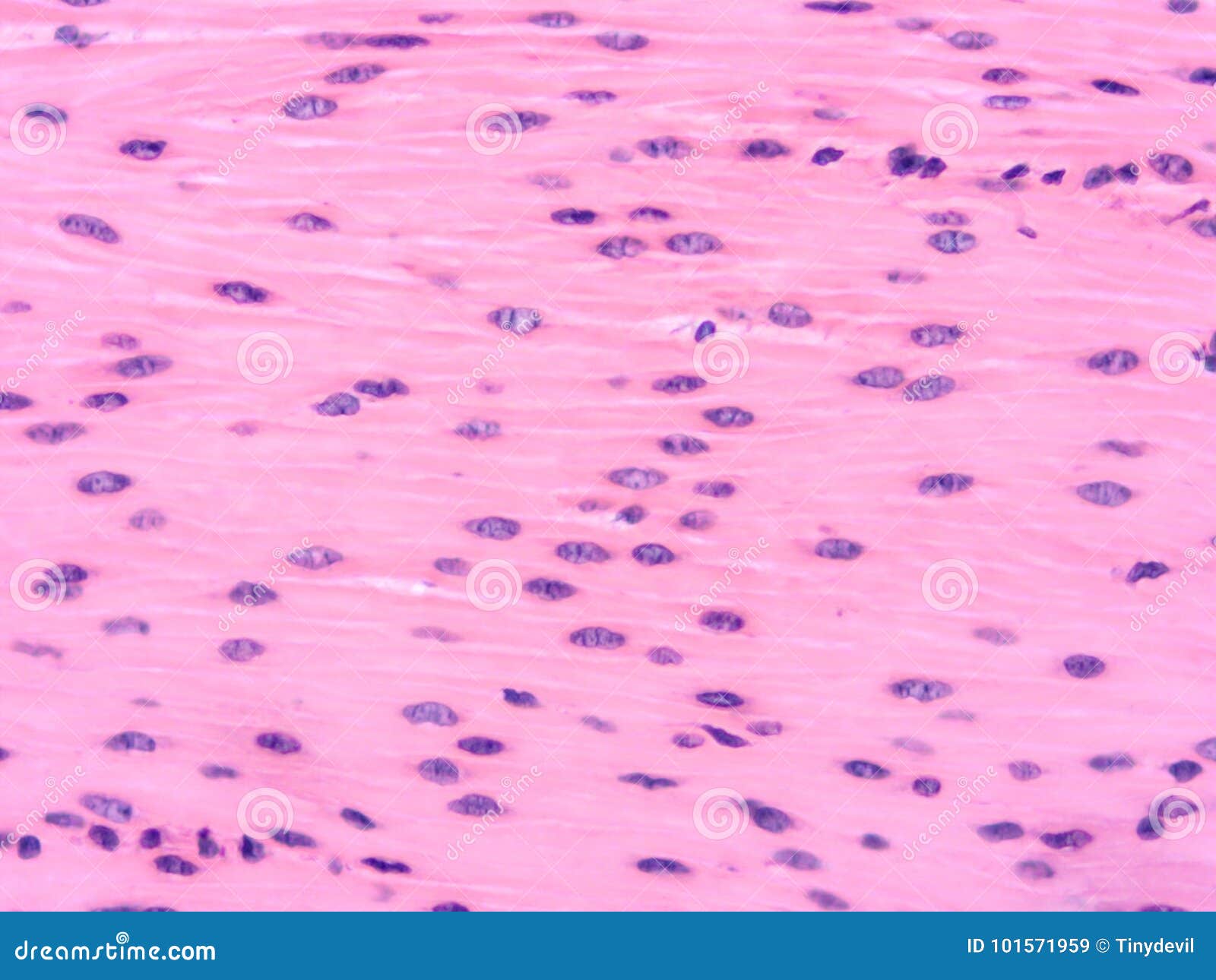 Histologie Van Menselijk Weefsel Stock Afbeelding - Image of kern ...