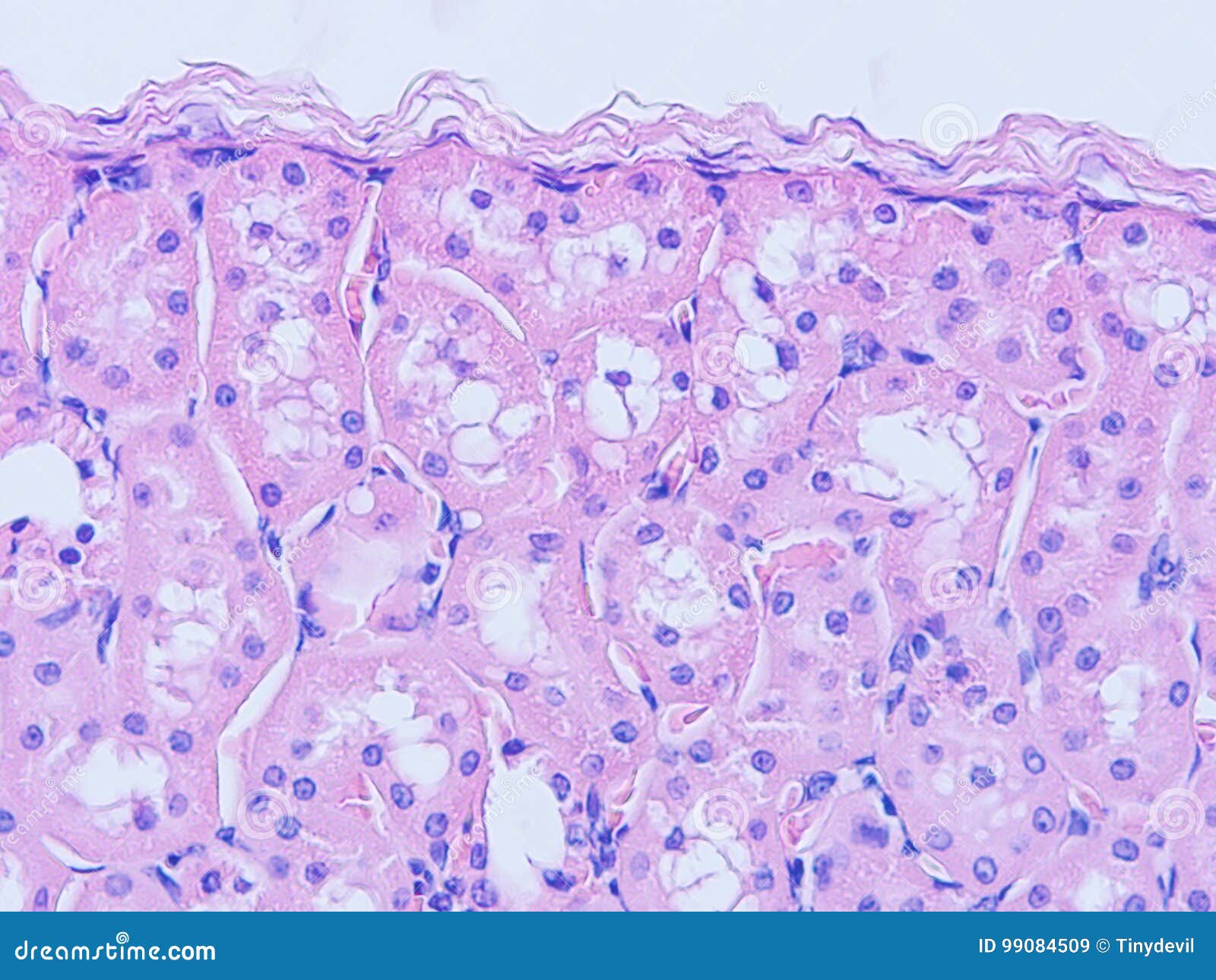 Histologie Van Menselijk Weefsel Stock Afbeelding - Image of medisch ...
