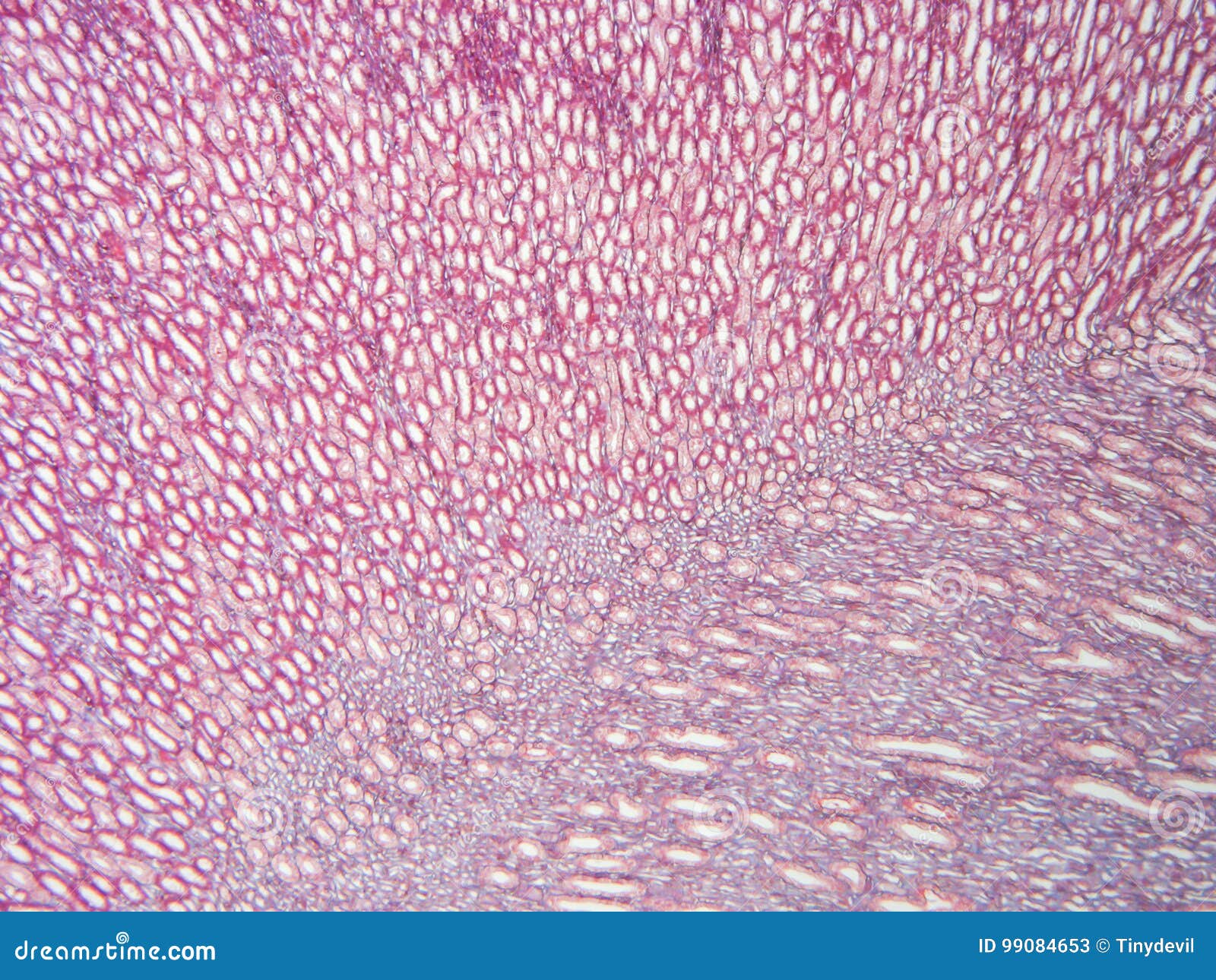 Histologie Van Menselijk Weefsel Stock Afbeelding - Image of kern ...