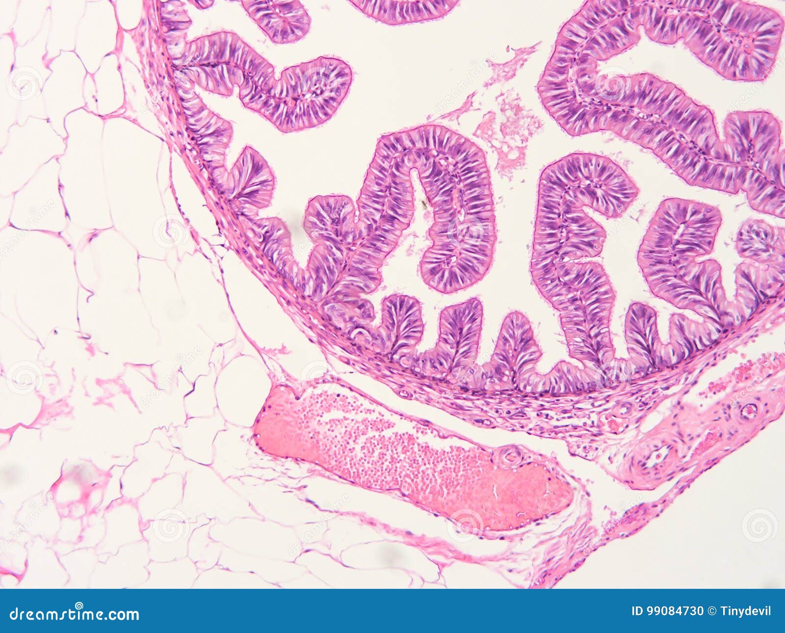 Histologie Van Menselijk Weefsel Stock Foto - Image of biologie ...