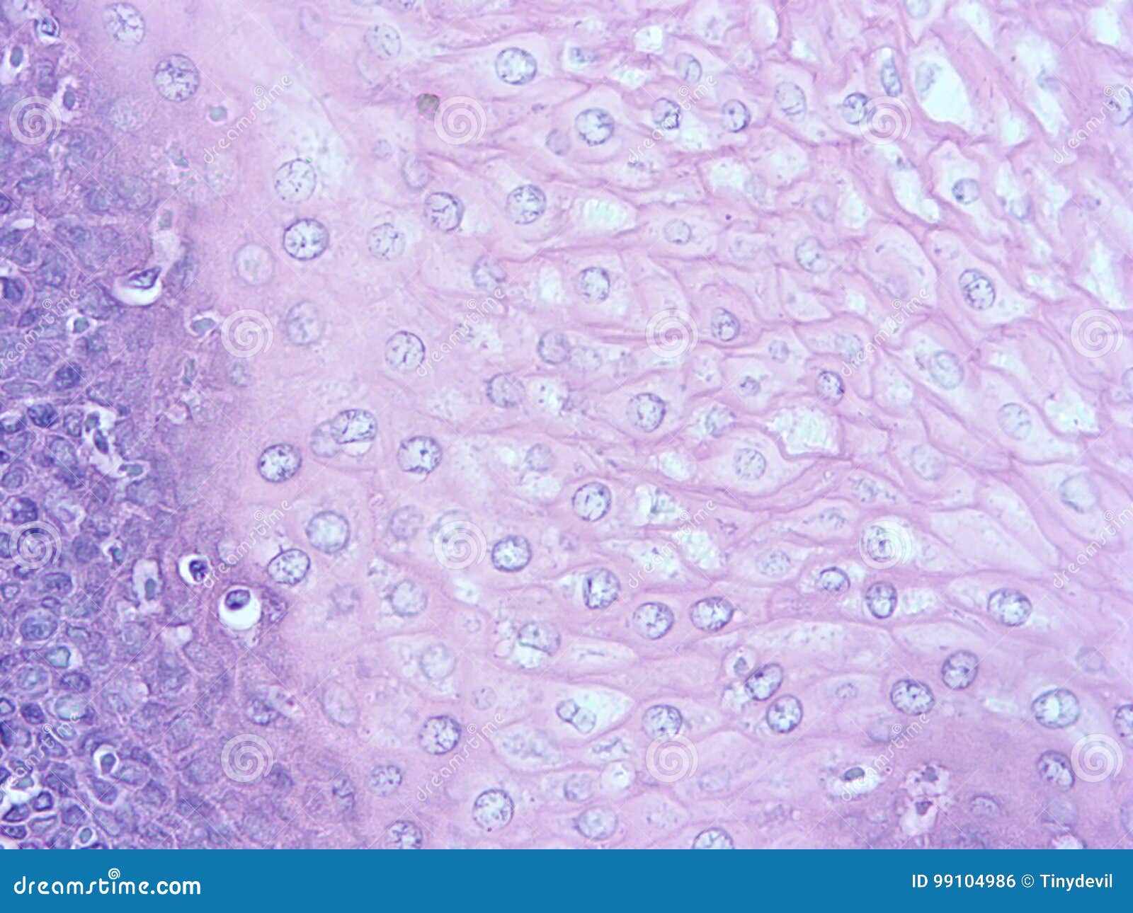 Histologie Van Menselijk Weefsel Stock Foto - Image of verbindings ...