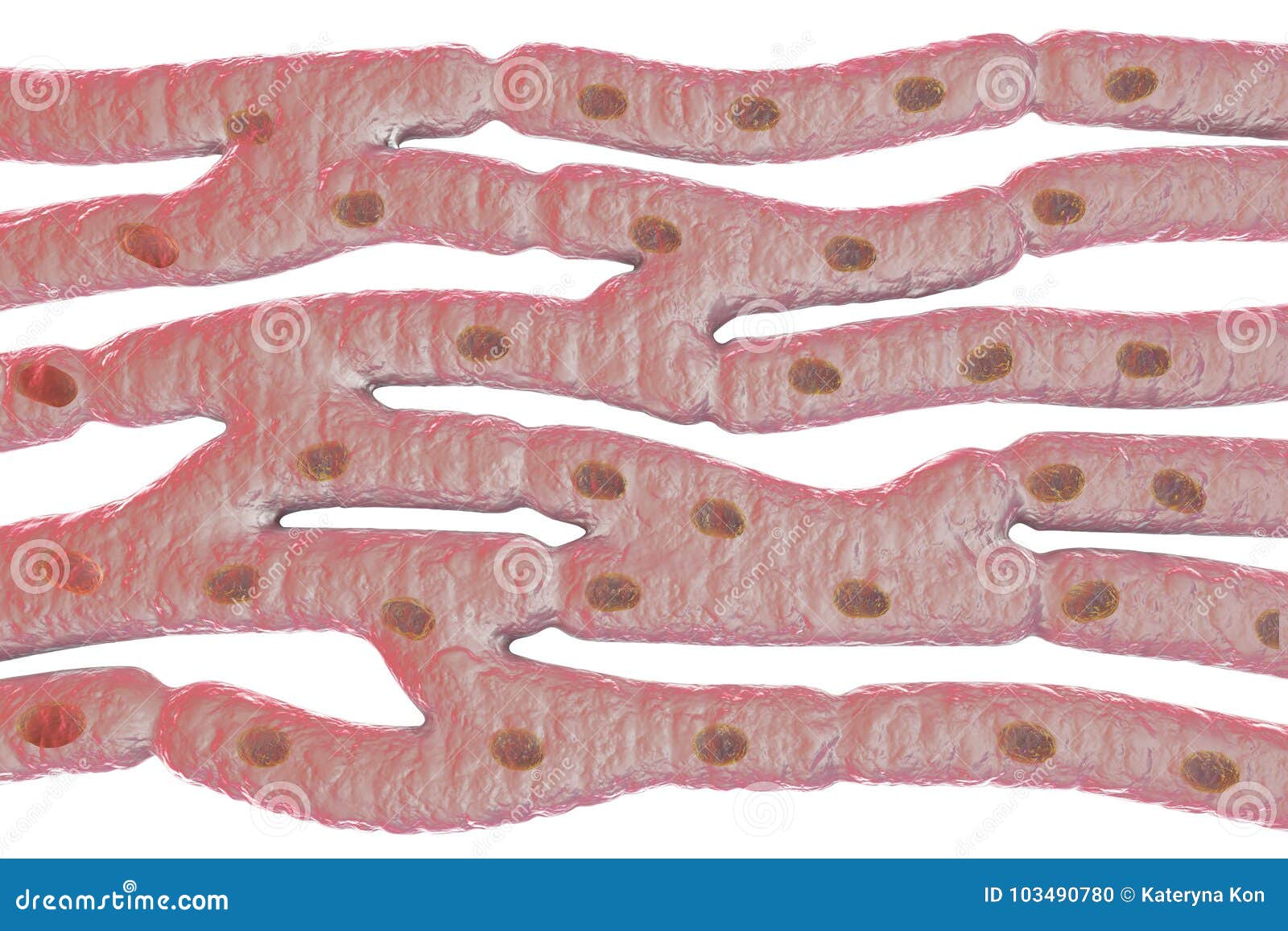 Histologische Structuur Van Hartspier Stock Illustratie - Illustration ...