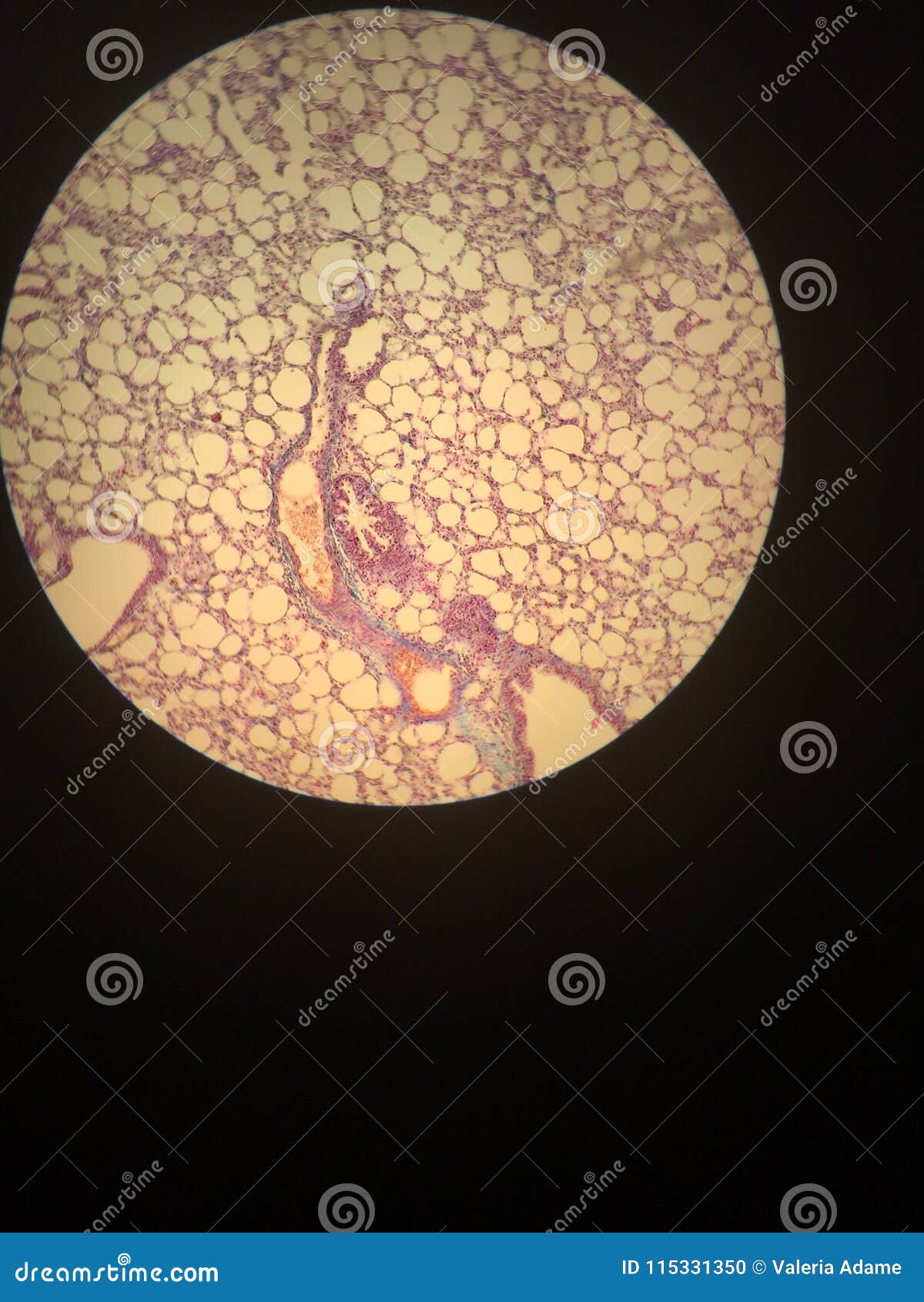Histology Art stock photo. Image of view, microscope - 115331350