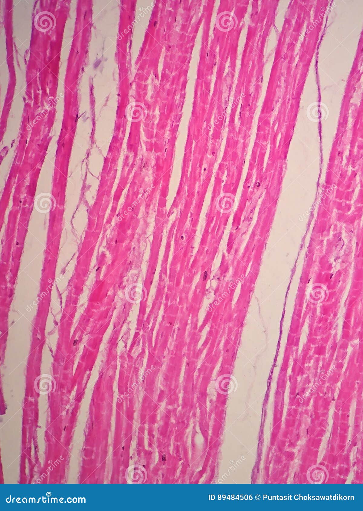 Histology of Cardiac Muscle Stock Illustration - Illustration of ...