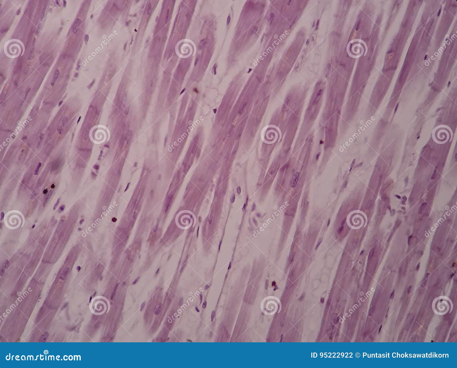 Histology of Cardiac Muscle Stock Photo - Image of biology, blood: 95222922