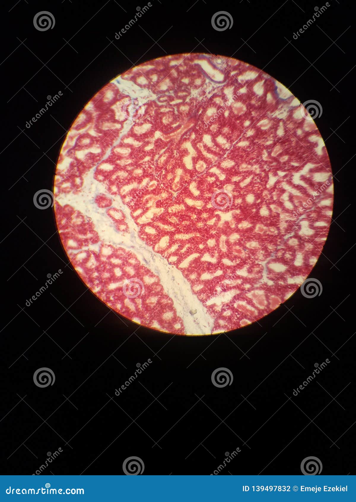 Royalty Free Images, Cartoons, Illustrations And Photos Designed By ...