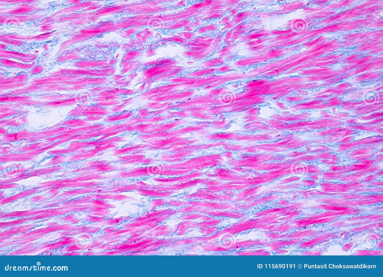Histology Of Human Cardiac Muscle Under Microscope View For Educ ...