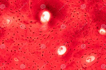 Histology of Human Compact Bone Tissue Under Microscope View for Stock ...