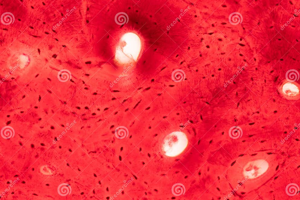 Histology of Human Compact Bone Tissue Under Microscope View for Stock ...