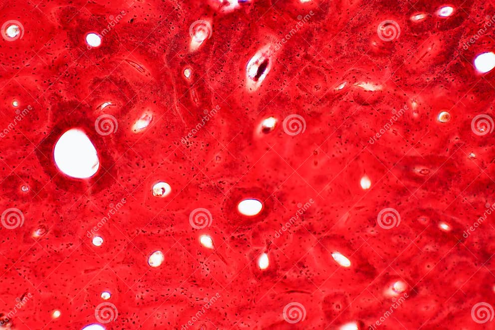 Histology of Human Compact Bone Tissue Under Microscope View for Stock ...