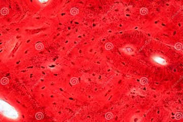Histology of Human Compact Bone Tissue Under Microscope View for Stock ...