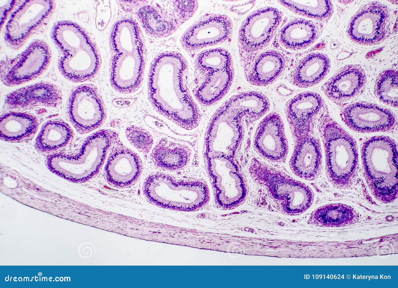 Histology of Human Epididymis Tissue Stock Photo - Image of testis ...