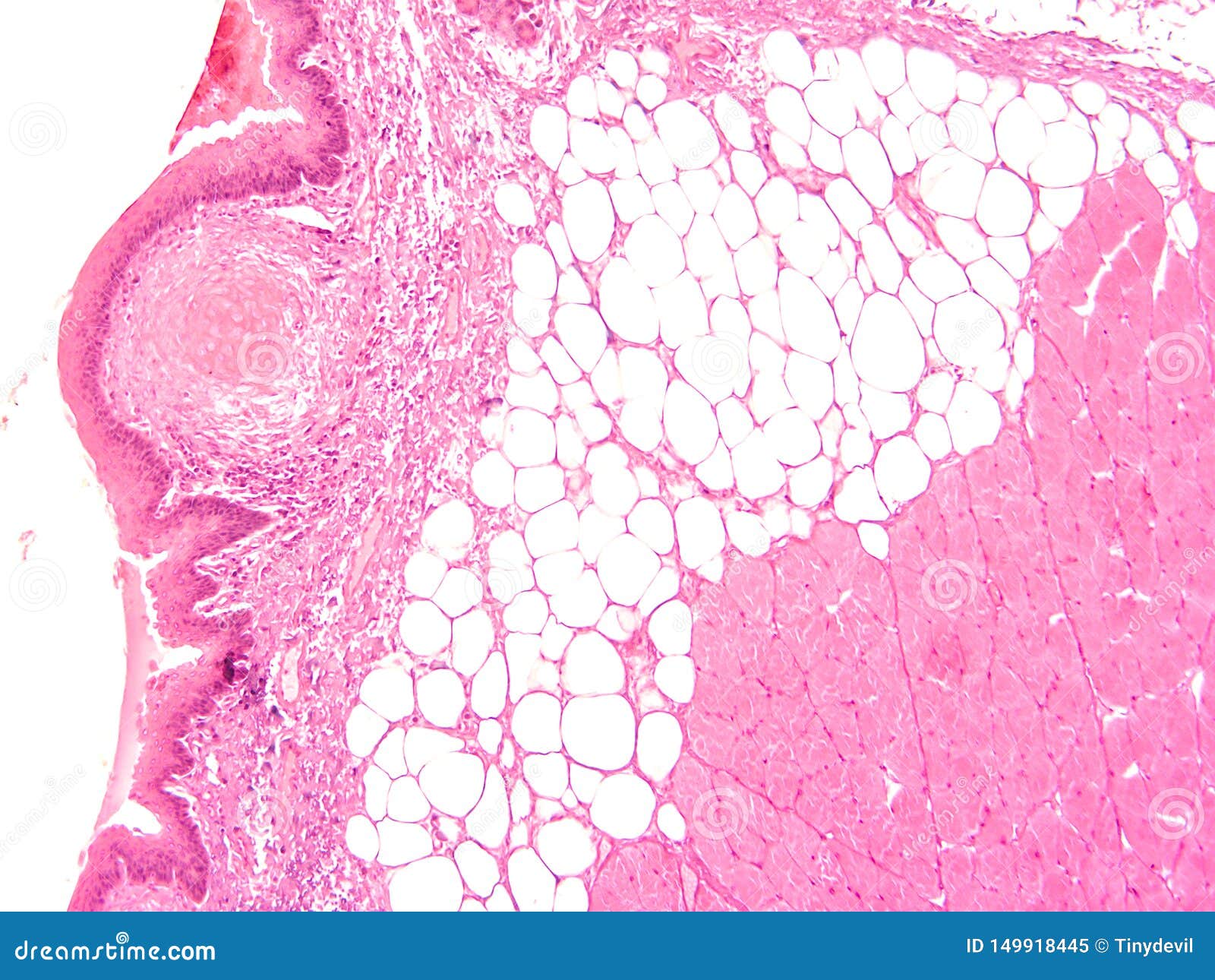 Larynx Microscope Slide