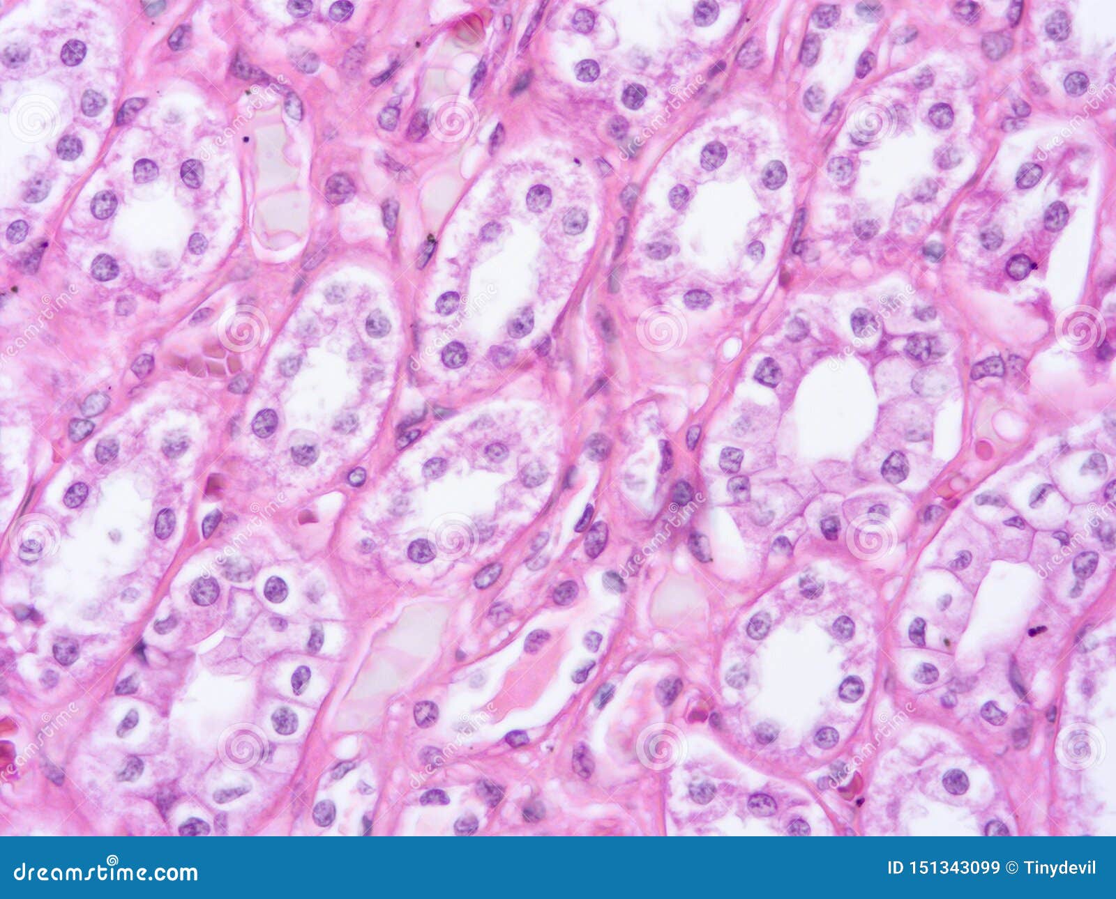 Histology of Human Liver Tissue Stock Image - Image of human, thyroid ...