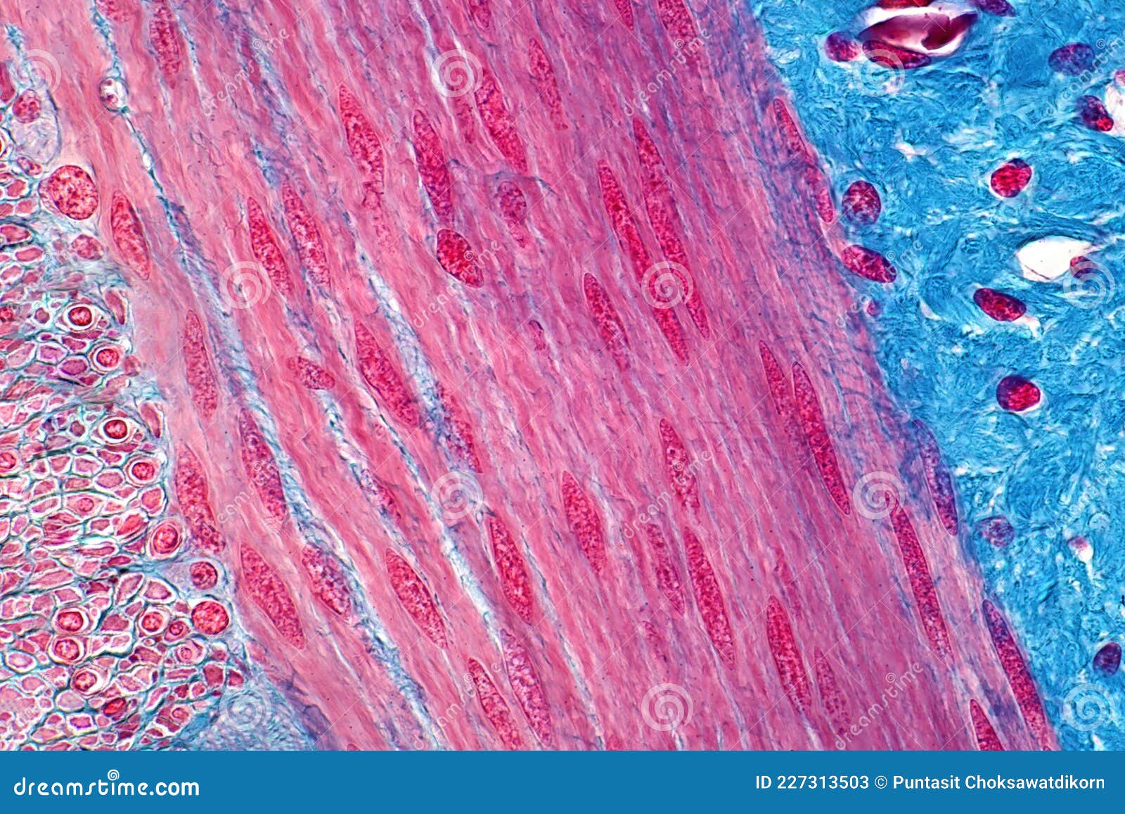 Histology of Human Smooth Muscle Under Light Microscope View Stock ...