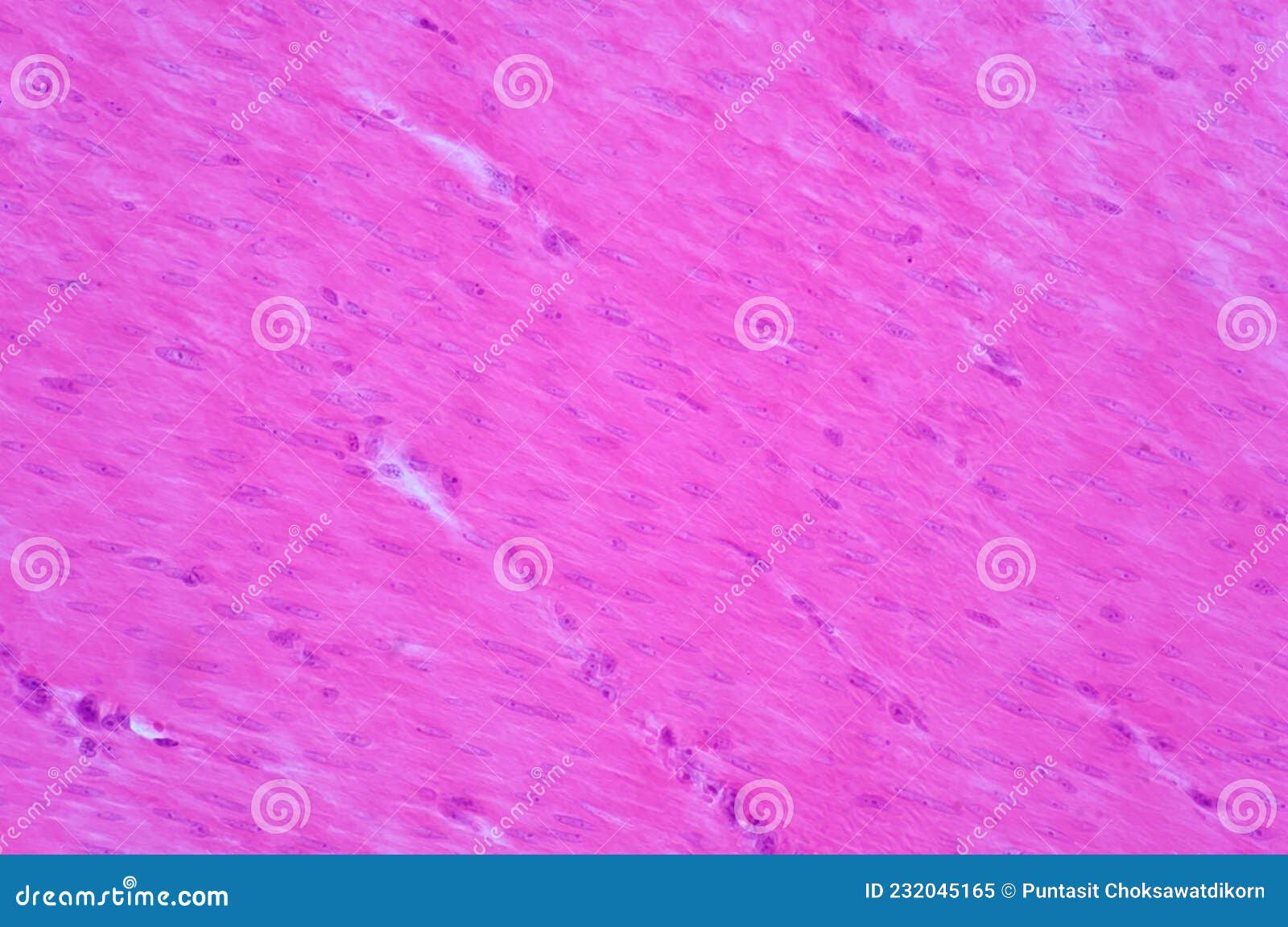 Histology of Human Smooth Muscle Under Light Microscope View Stock ...