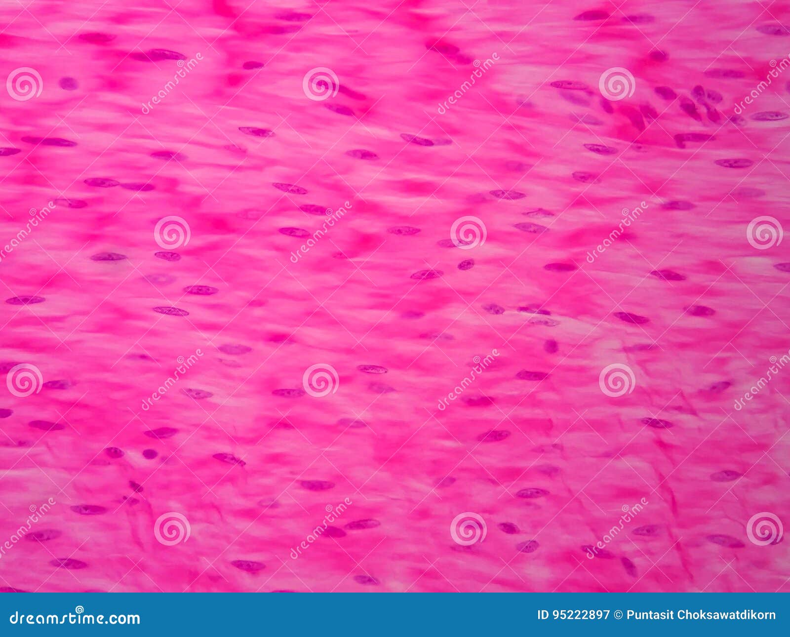 Histology of Human Smooth Muscle Stock Image - Image of human ...