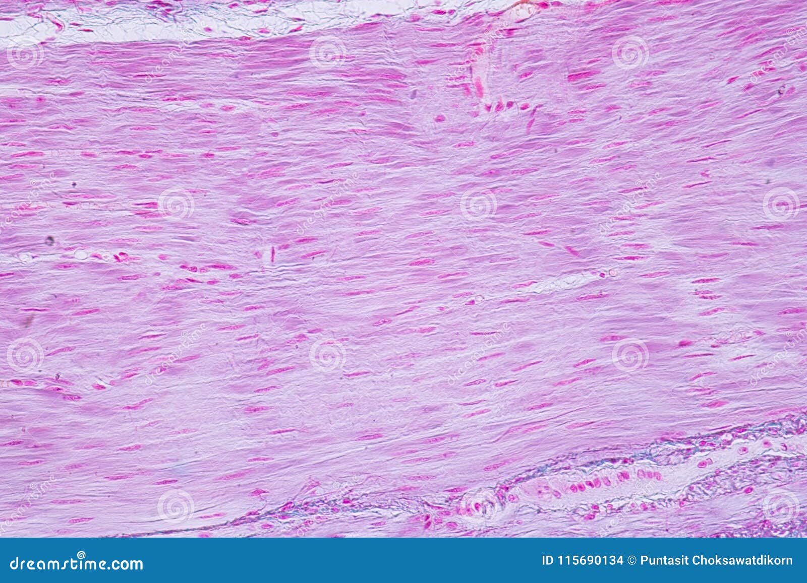 Histology of Human Smooth Muscle Under Microscope View for Education ... Histology of Human Smooth Muscle Under Microscope View for Education ...