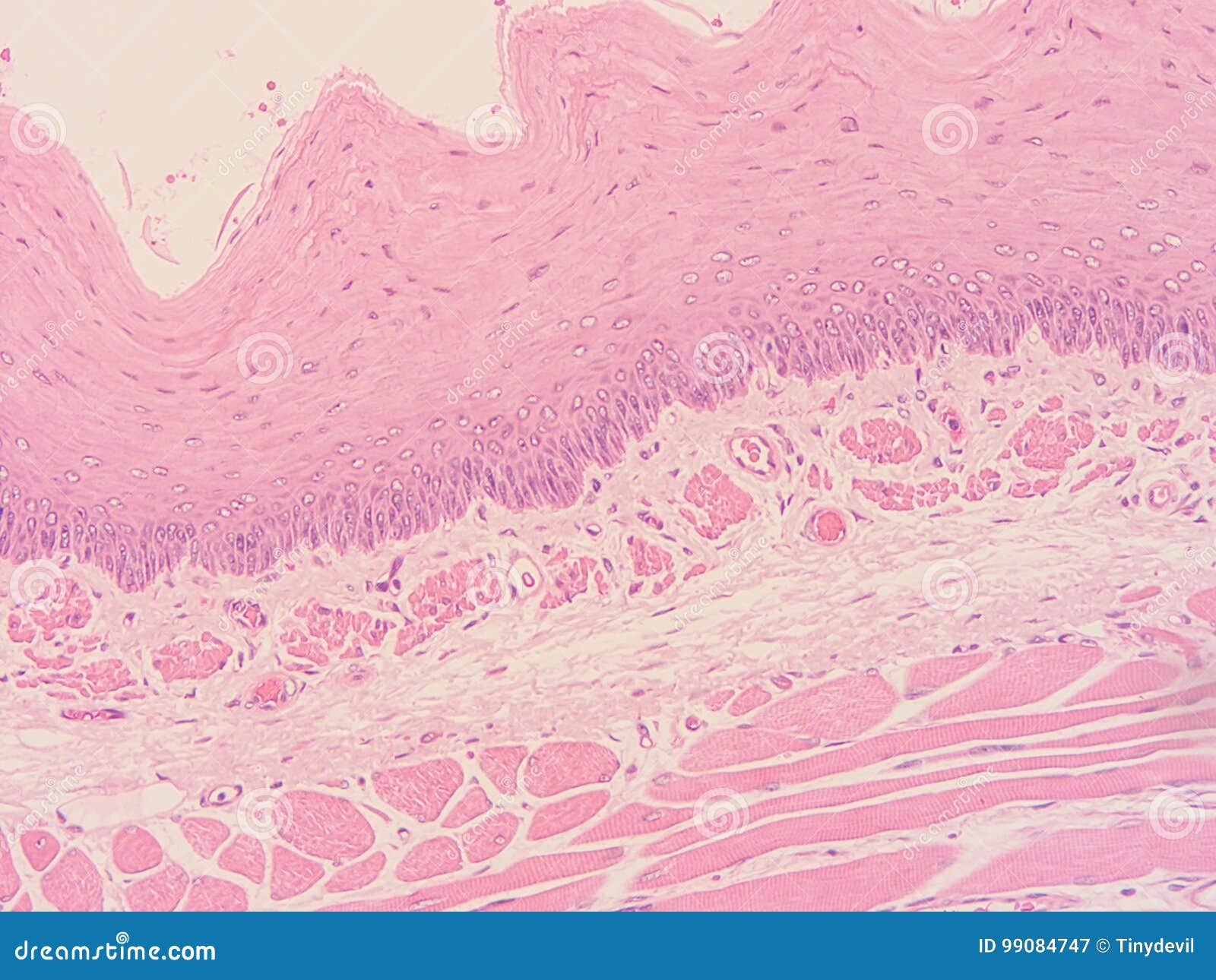 Histology of human tissue stock image. Image of microscope - 99084747