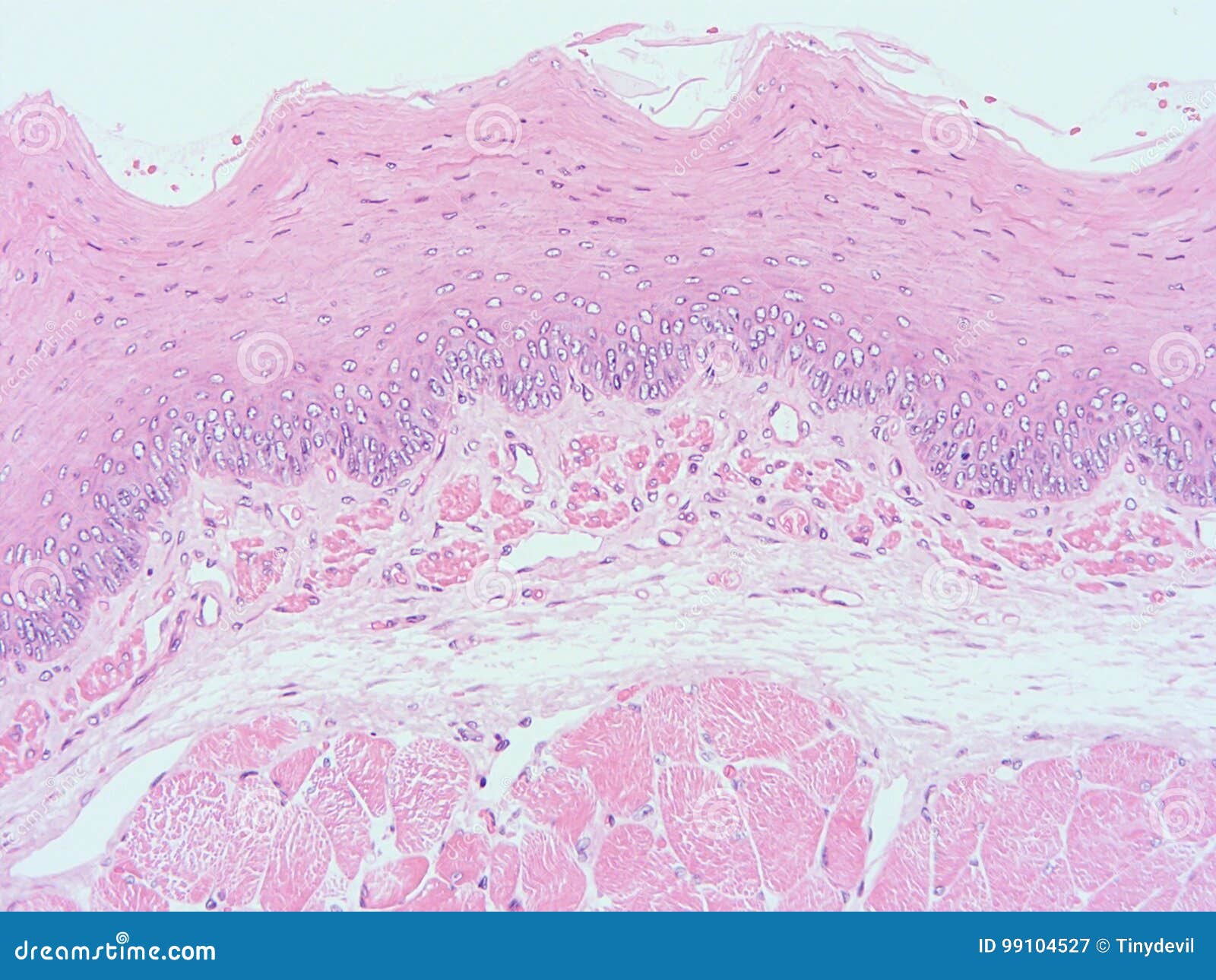 Histology of human tissue stock image. Image of columnar - 99104527