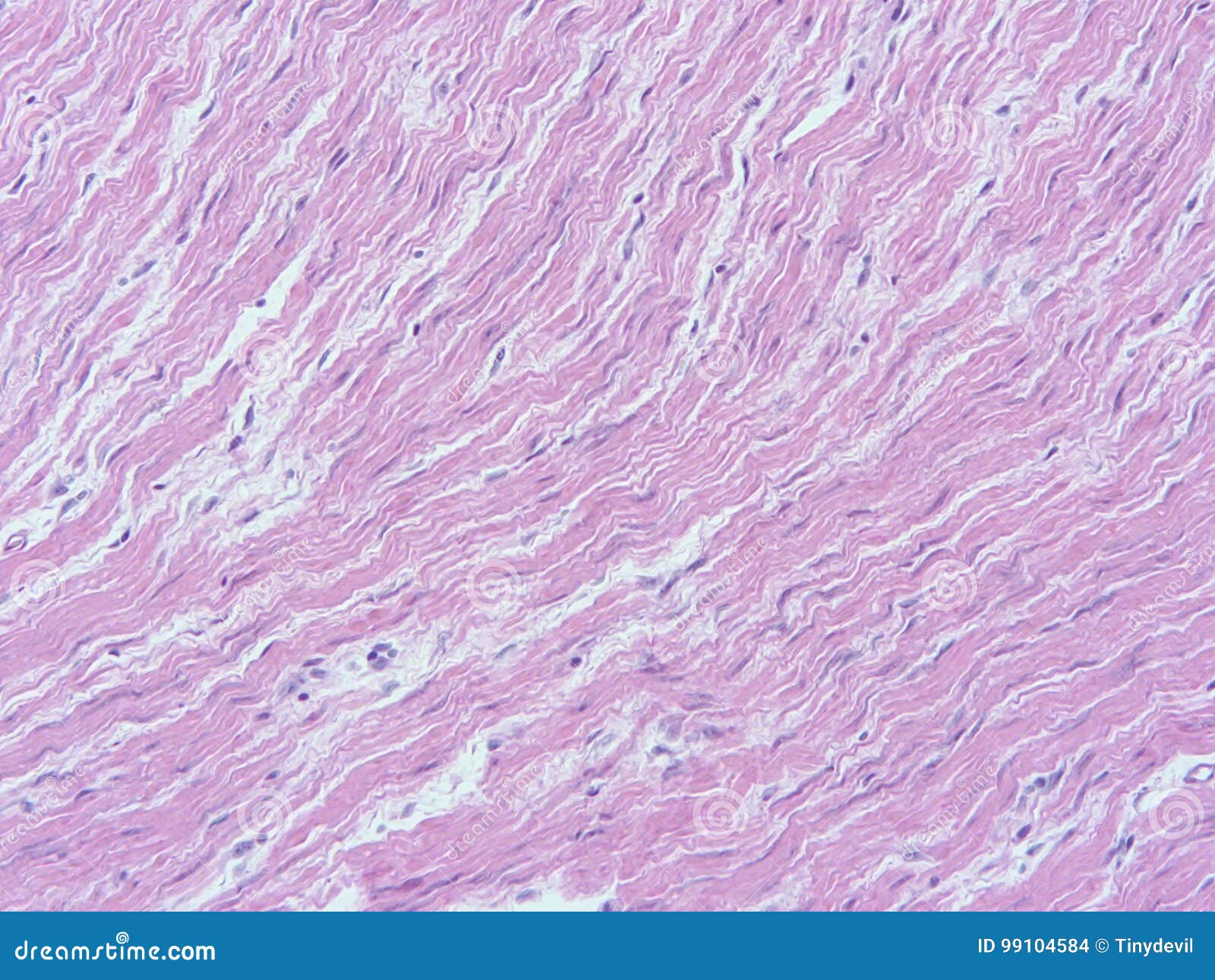 Histology of human tissue stock photo. Image of nucleus - 99104584