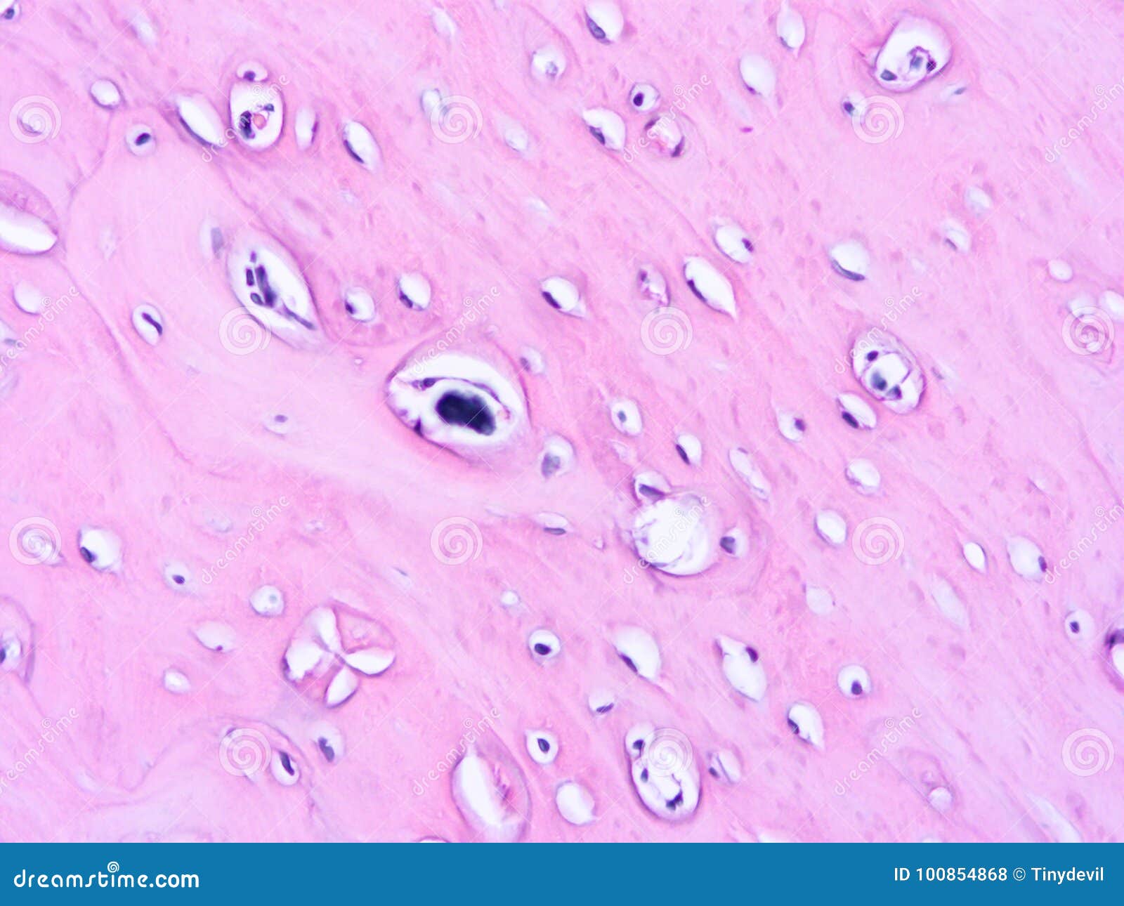 Histology of human tissue stock photo. Image of tendon - 100854868