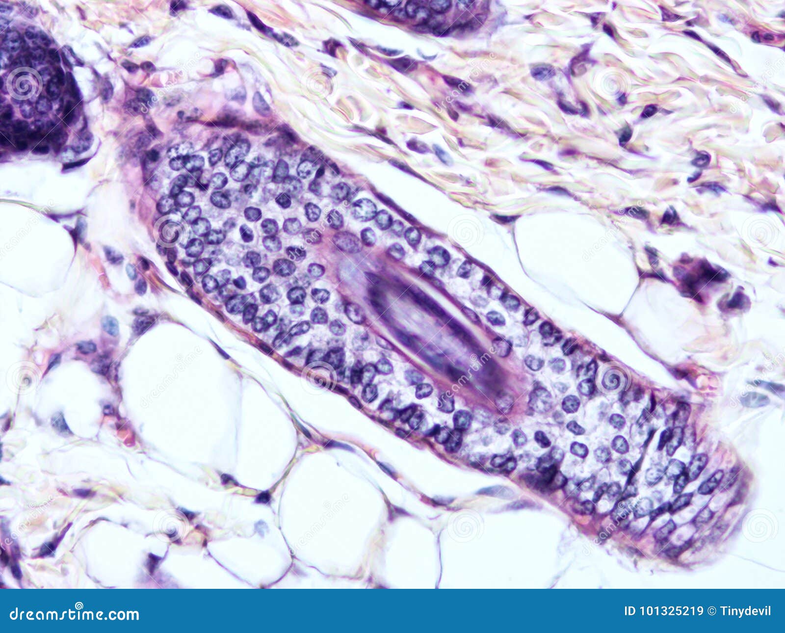 Histology of human tissue stock image. Image of human - 101325219