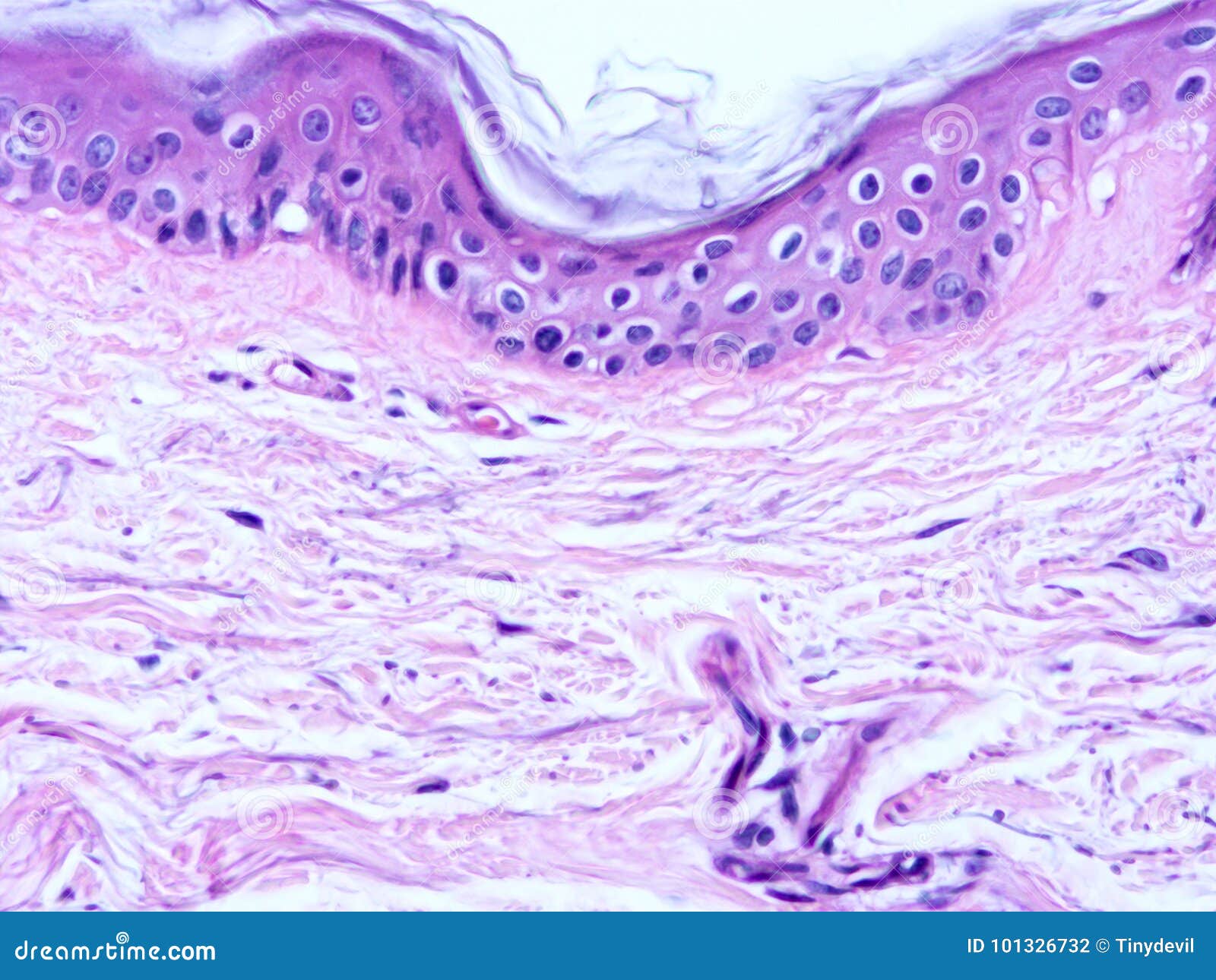 Histology of human tissue stock photo. Image of science - 101326732