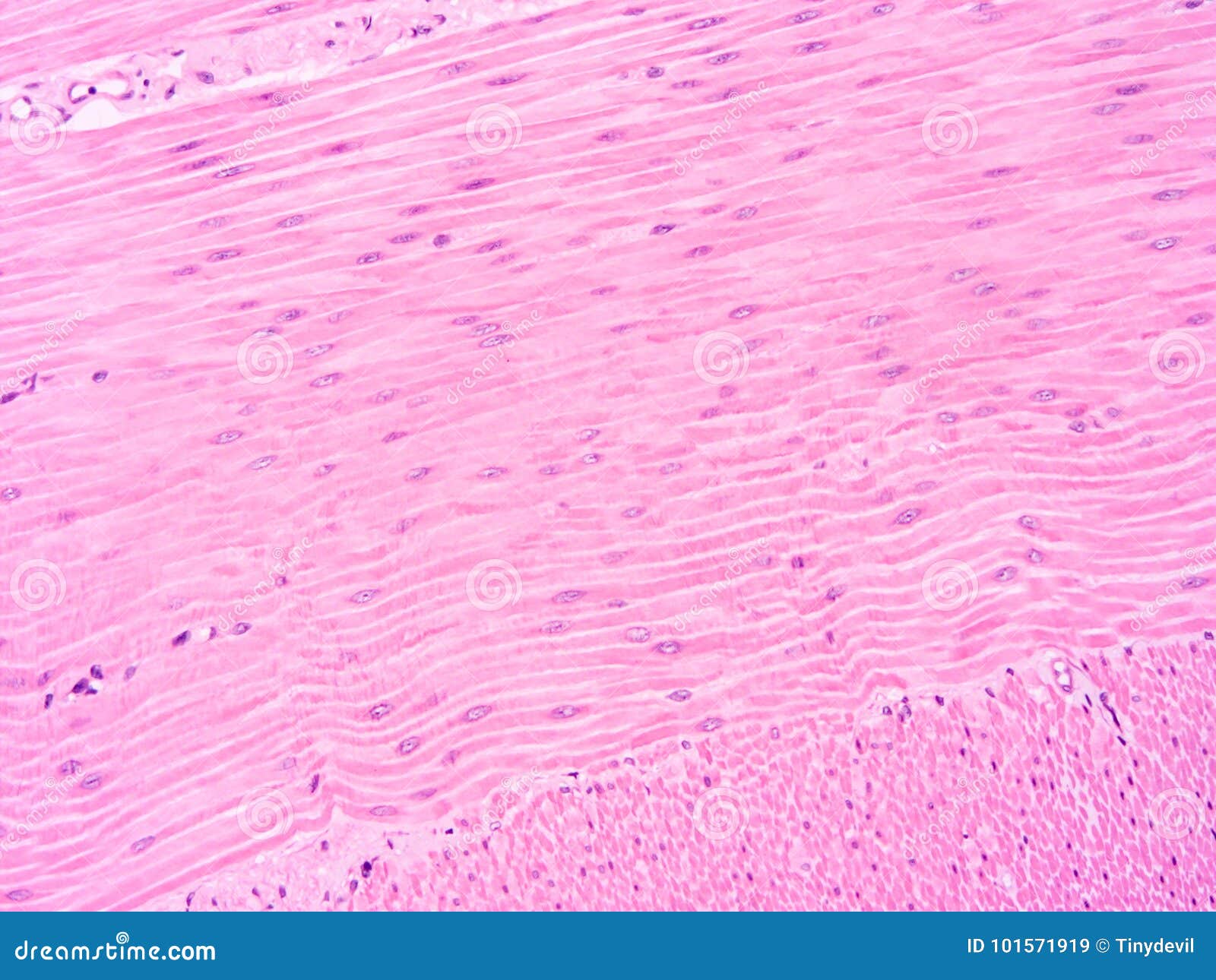Histology Of Human Cardiac Muscle Under Light Microscope View For ...
