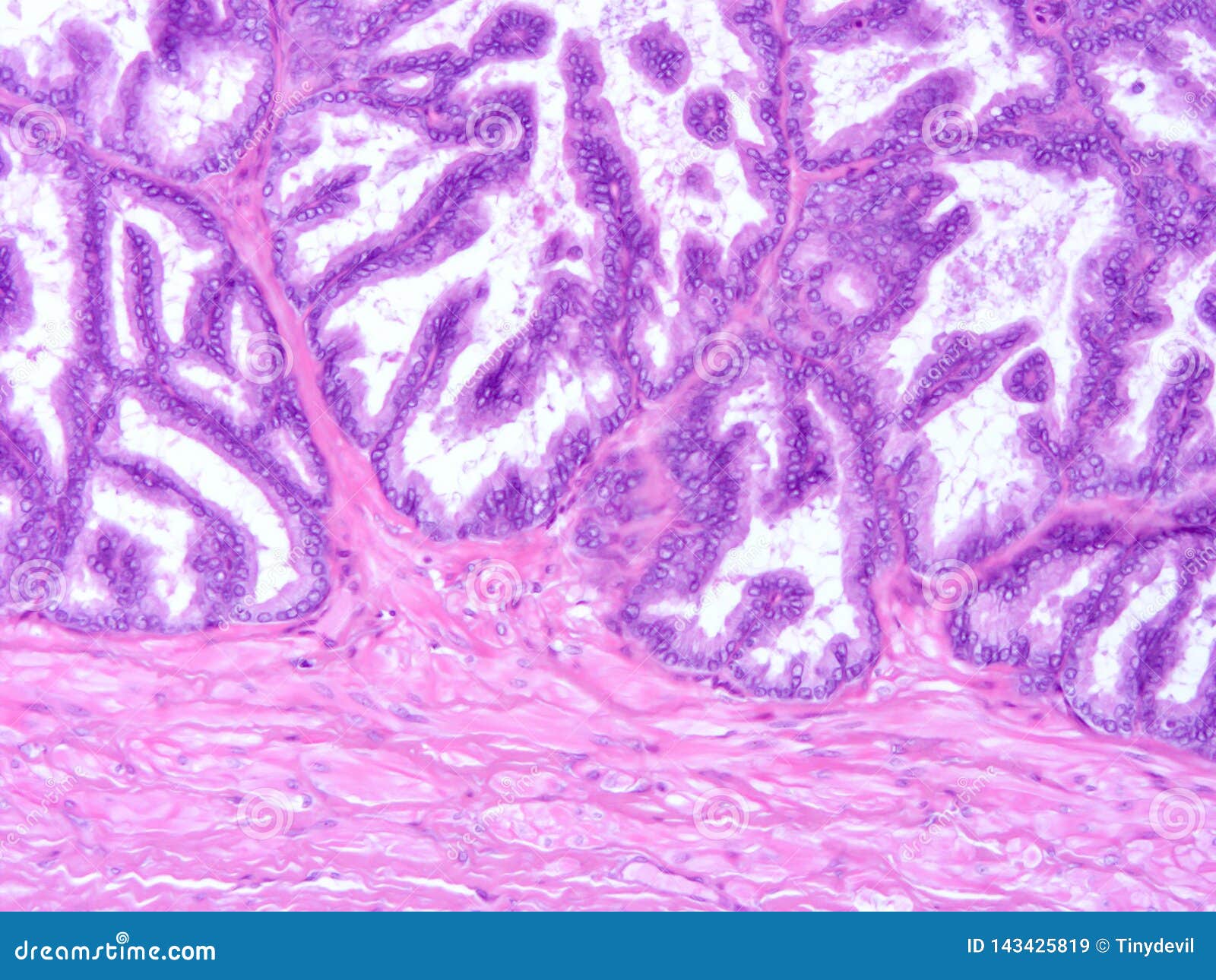 Histology of human tissue stock image. Image of biology - 143425819