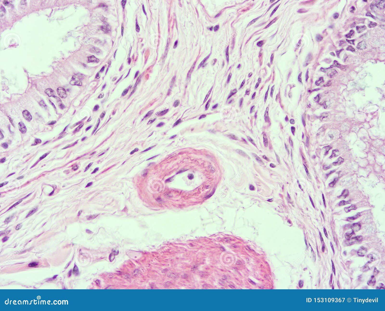 Histology of Human Gallbladder Tissue Stock Image - Image of health ...
